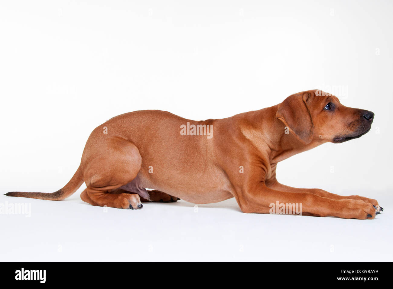Rhodesian Ridgeback, male, puppy, 12 weeks Stock Photo - Alamy