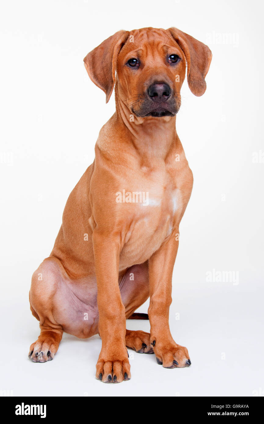 Rhodesian Ridgeback, male, puppy, 12 weeks Stock Photo - Alamy