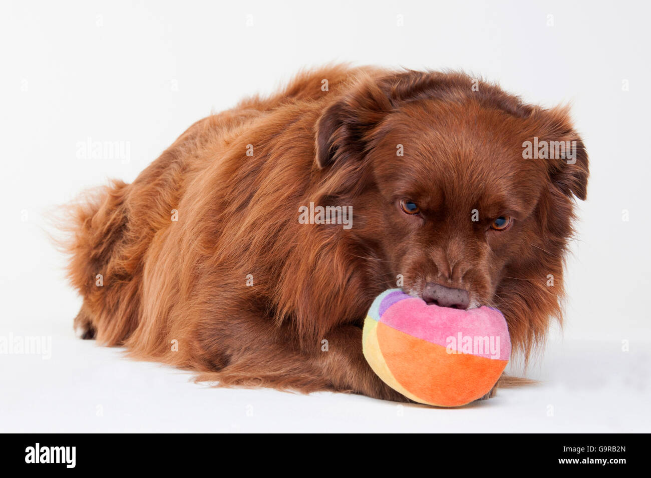Australian shepherd hi-res stock photography and images - Alamy