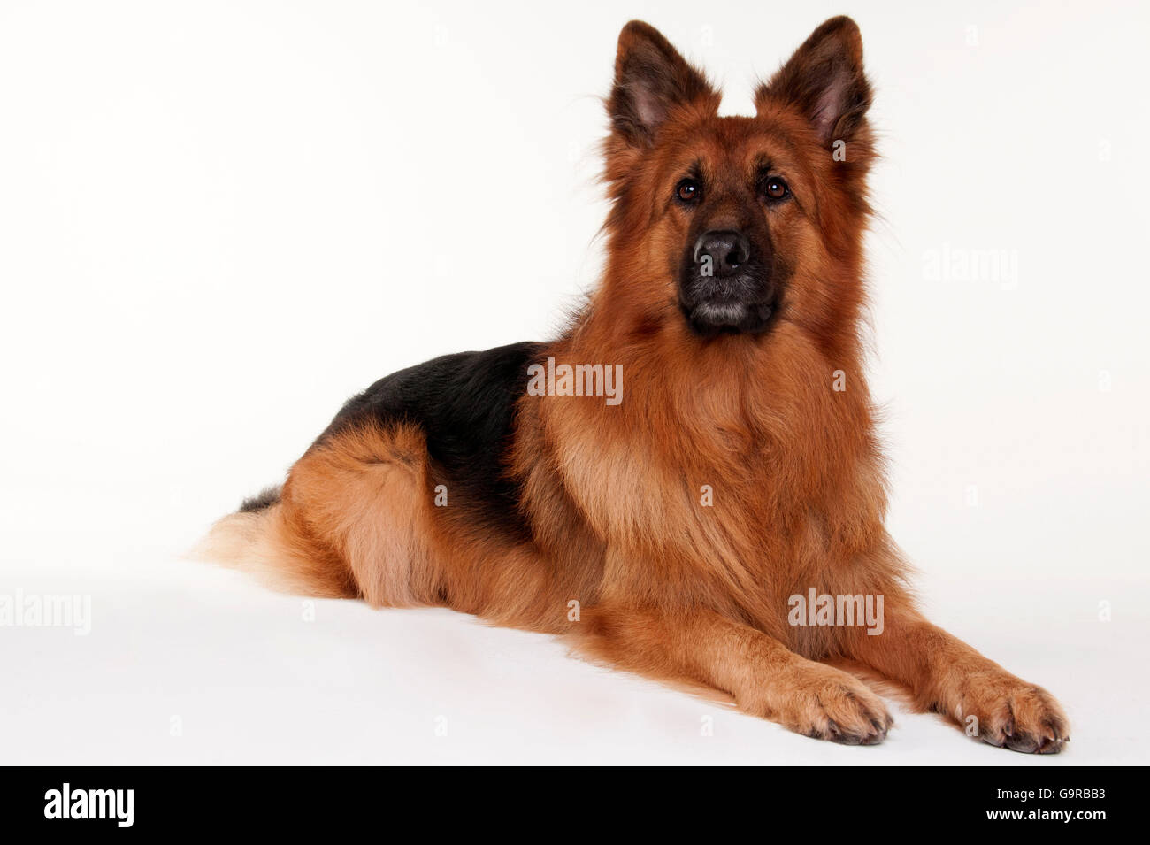 Old German Shepherd Dog, male, adult / Alsatian Stock Photo - Alamy