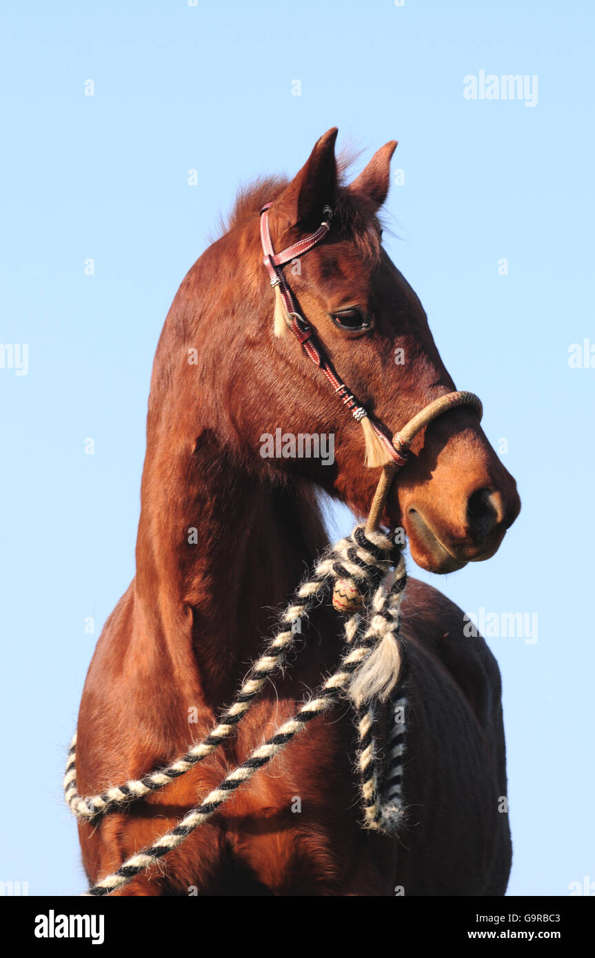 American Quarter Horse, Mare, sorrell, portrait, bosal, mecate ...