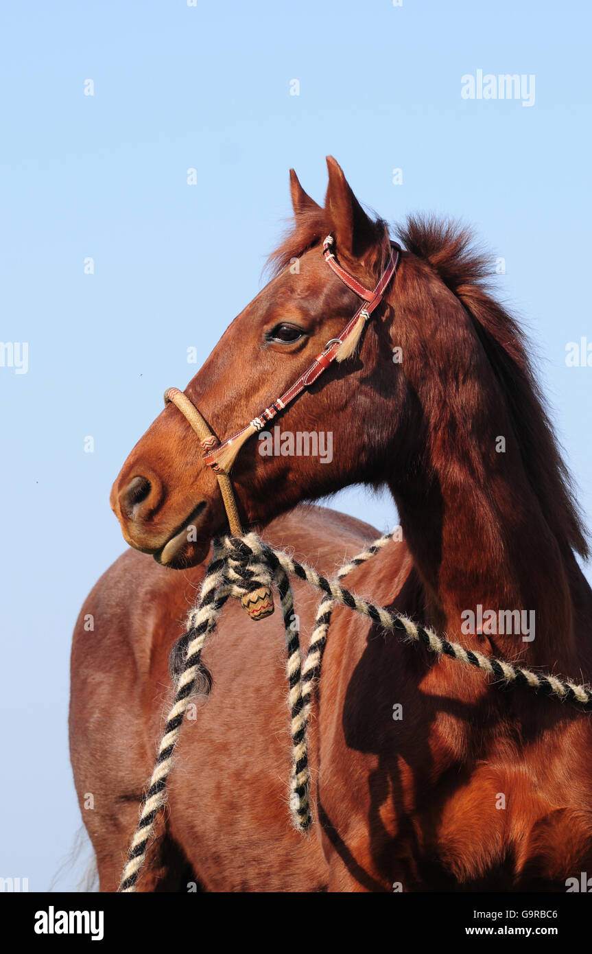 American Quarter Horse, Mare, sorrell, portrait, bosal, mecate ...