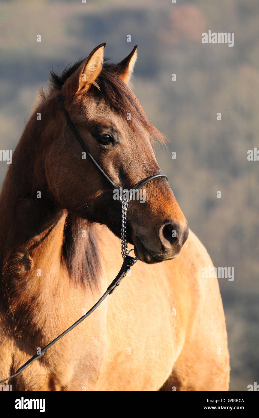 Dun horse colour hi-res stock photography and images - Alamy