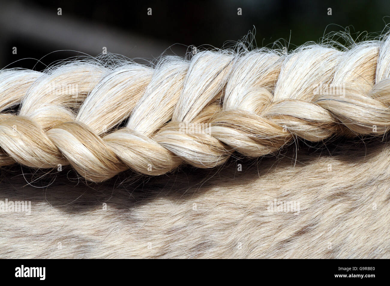 Horse mane plait hi-res stock photography and images - Alamy