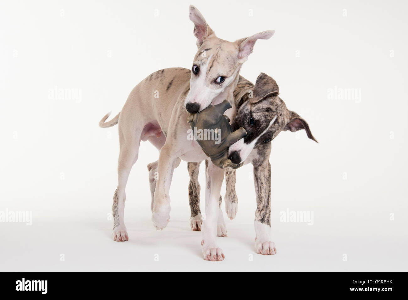 Two whippet puppies hi-res stock photography and images - Alamy