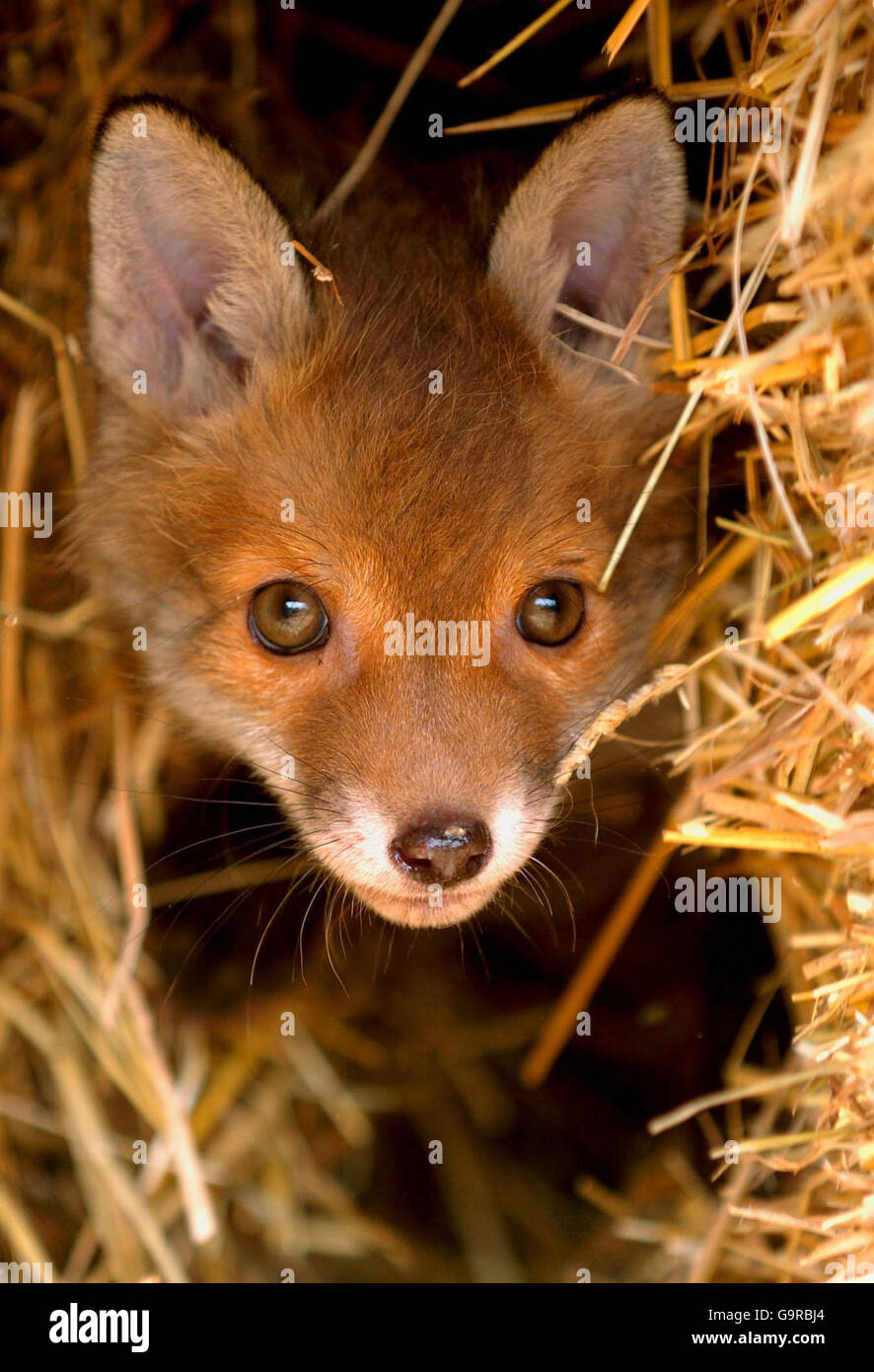 Fox cub with eye contact hi-res stock photography and images - Alamy