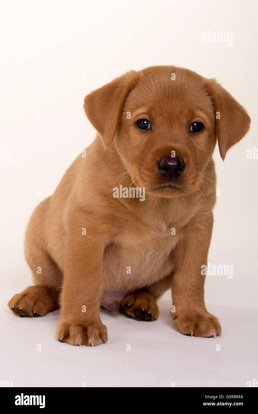 Labrador Retriever, yellow, pup, 8 weeks / fox red Stock Photo - Alamy