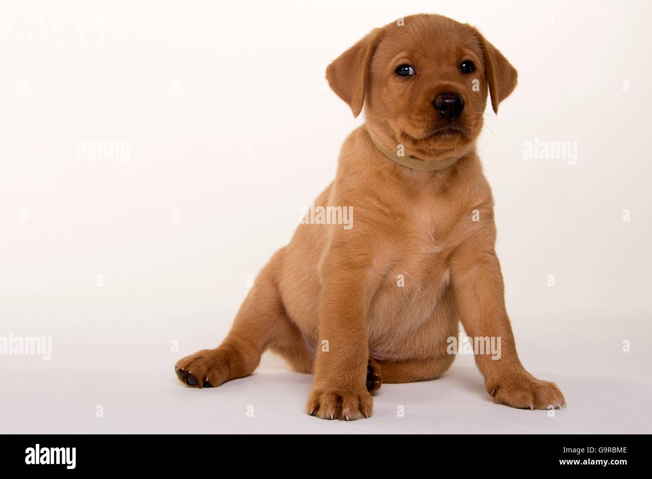 Labrador retriever yellow sitting hi-res stock photography and images ...