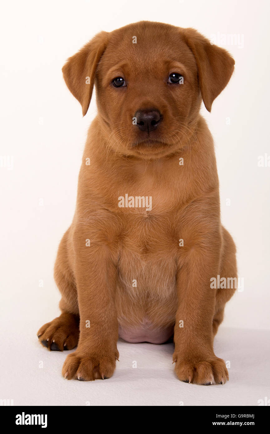 Red fox labrador puppies hi-res stock photography and images - Alamy