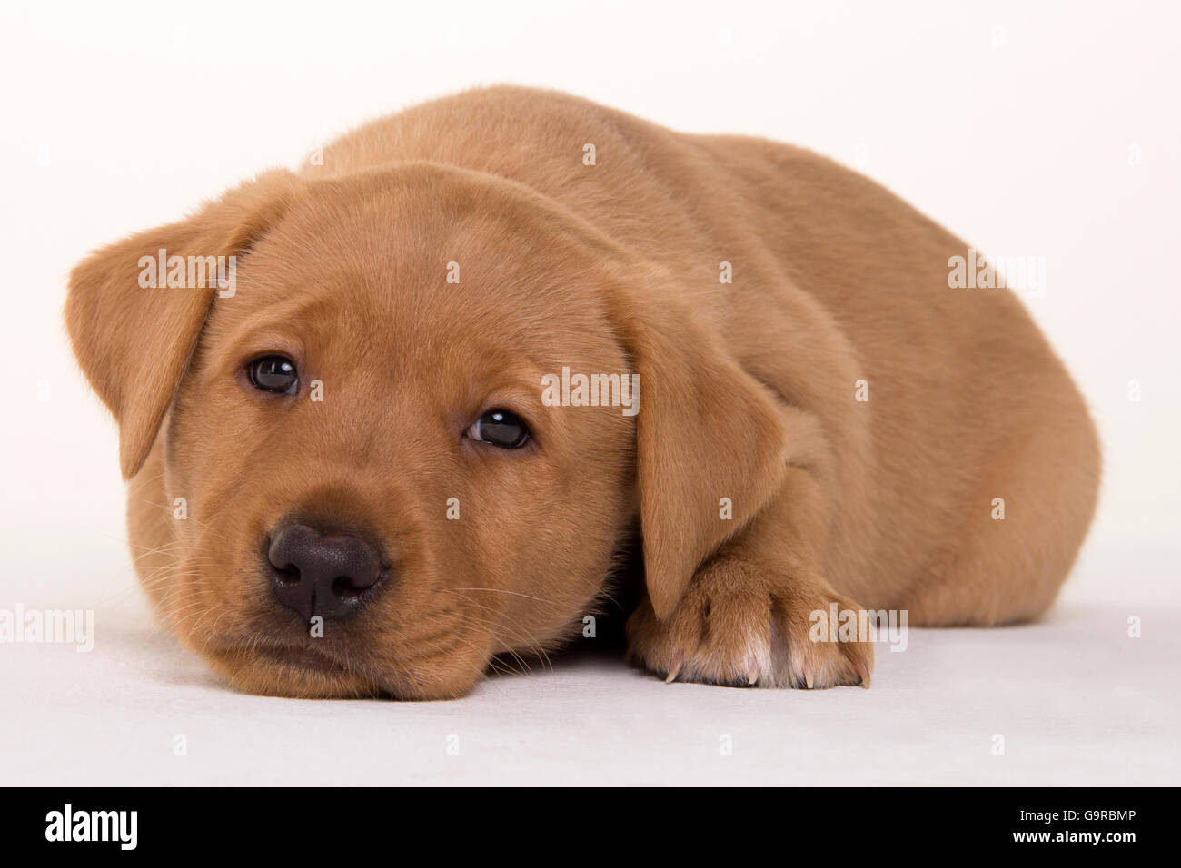 Labrador Retriever, yellow, pup, 8 weeks / fox red Stock Photo - Alamy