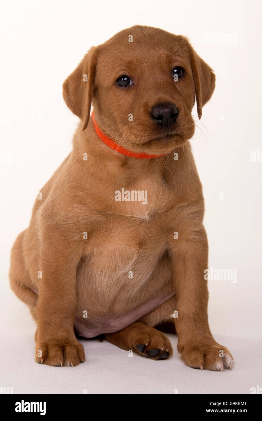 Labrador Retriever, yellow, pup, 8 weeks / fox red Stock Photo - Alamy