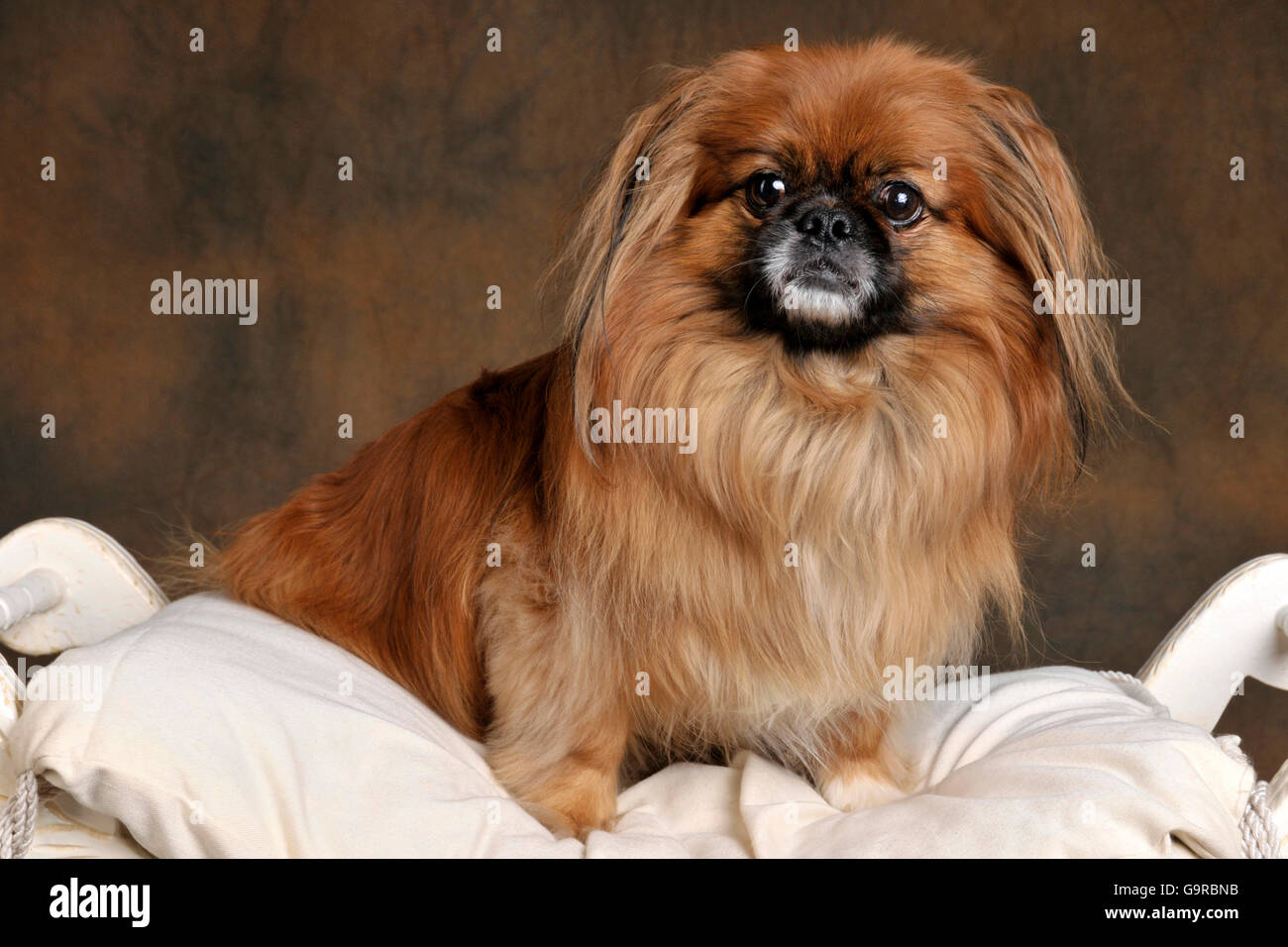 Pekingese, male dog, adult Stock Photo - Alamy