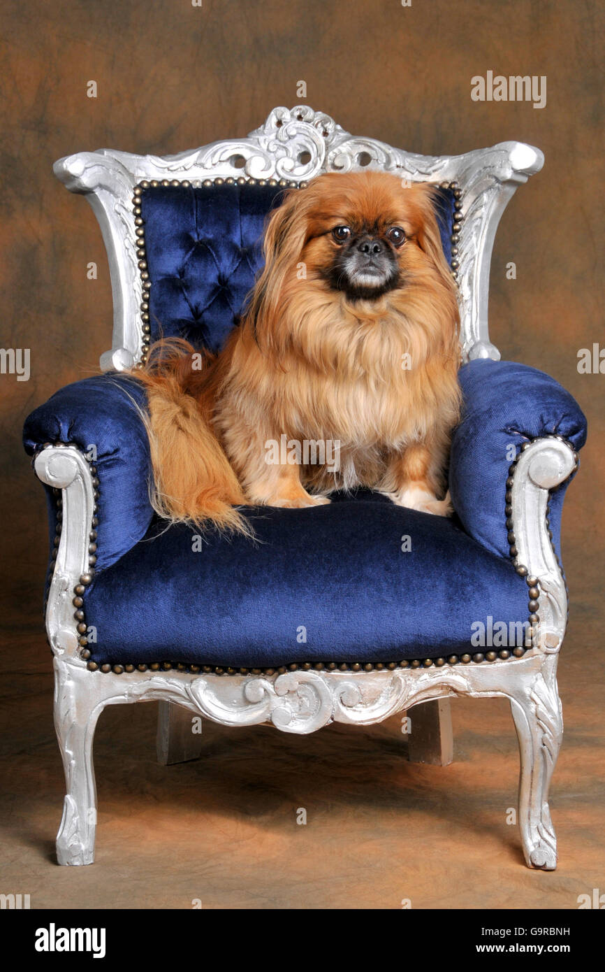 Pekingese, male dog, adult Stock Photo - Alamy