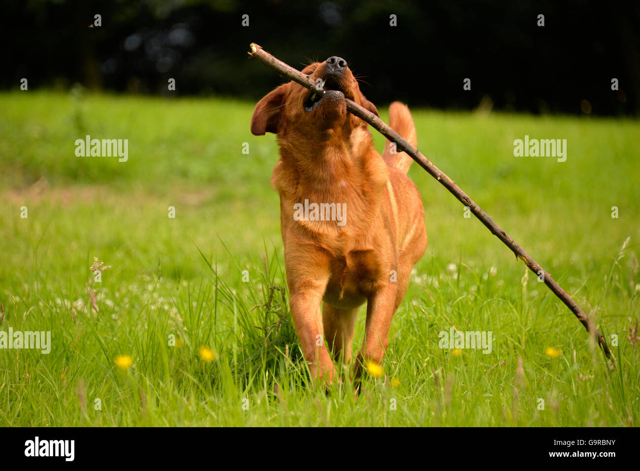 Male fox red labrador hi-res stock photography and images - Alamy