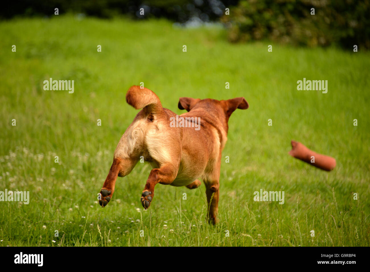 Labrador Retriever retrieving dummy, yellow, male dog, adult / fox red ...