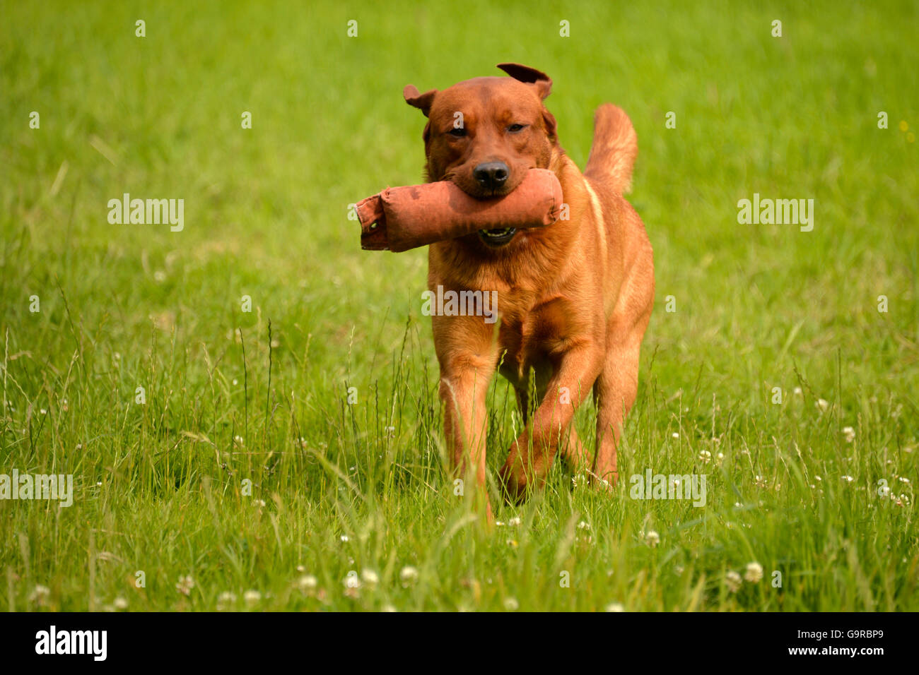 Labrador Retriever retrieving dummy, yellow, male dog, adult / fox red ...