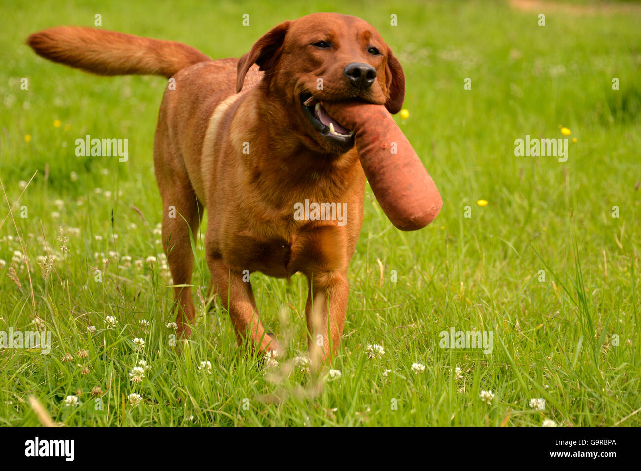 Red fox labrador hi-res stock photography and images - Alamy