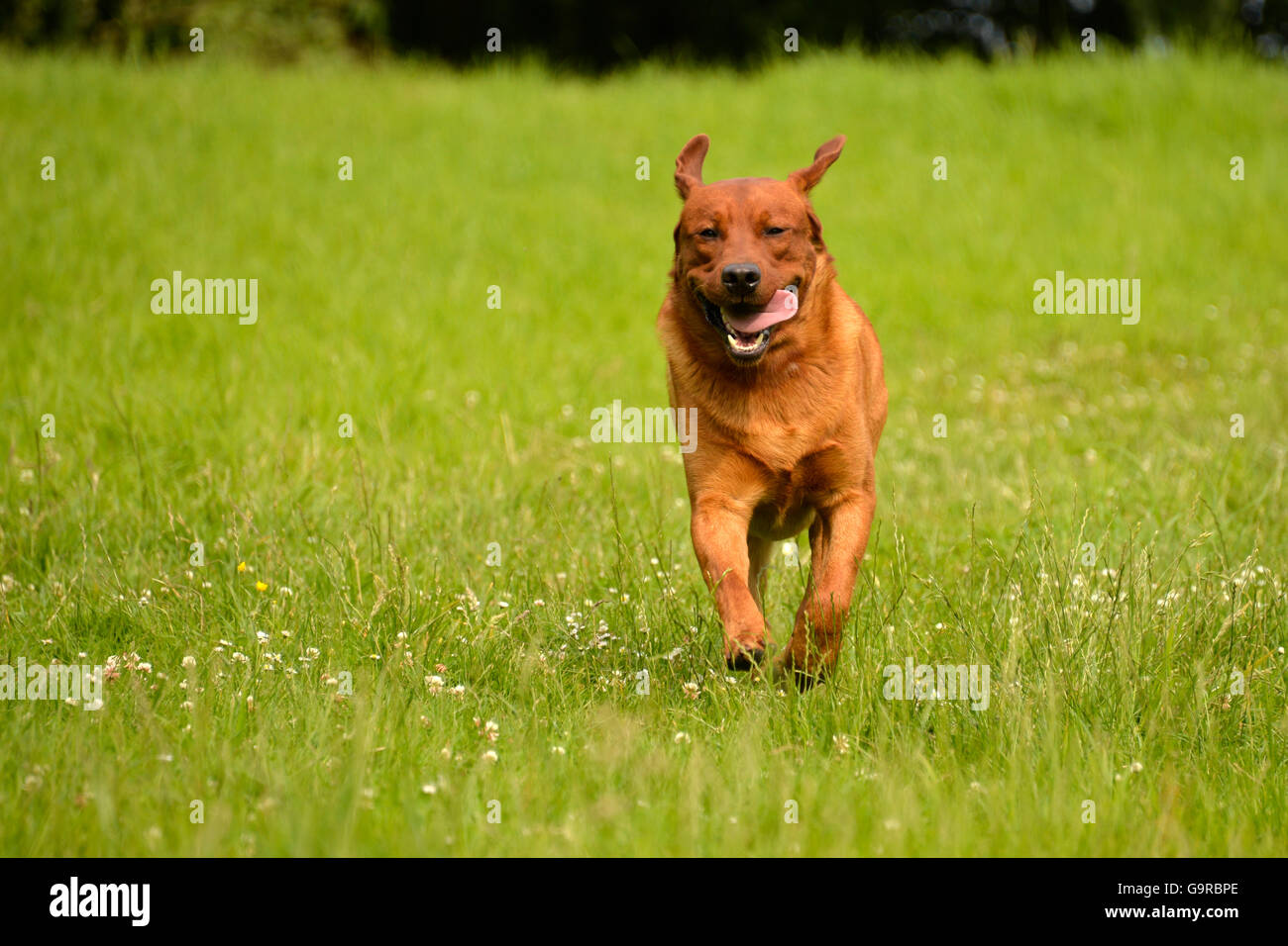Labrador Retriever, yellow, male dog, adult / fox red Stock Photo - Alamy