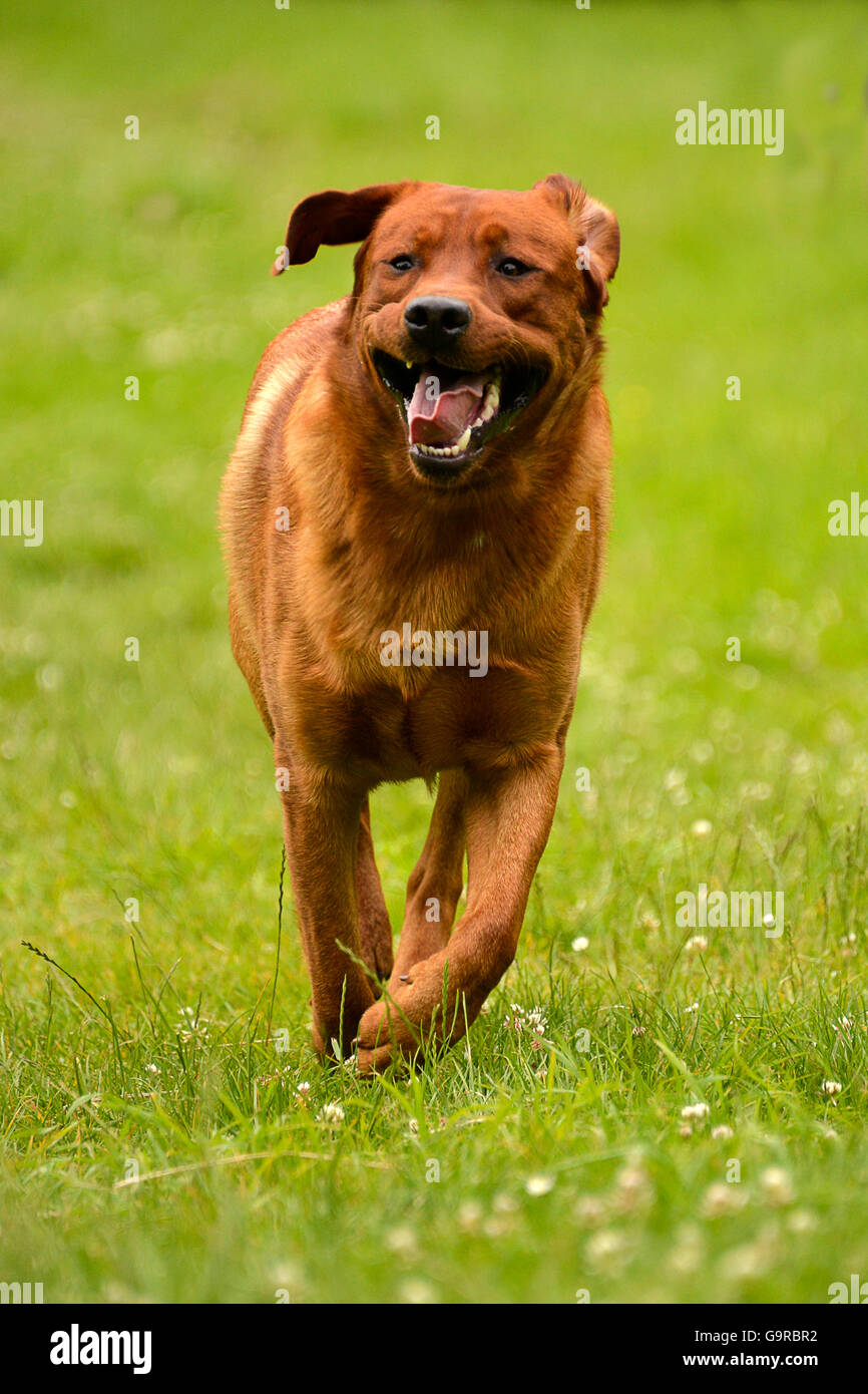 Male fox red labrador hi-res stock photography and images - Alamy