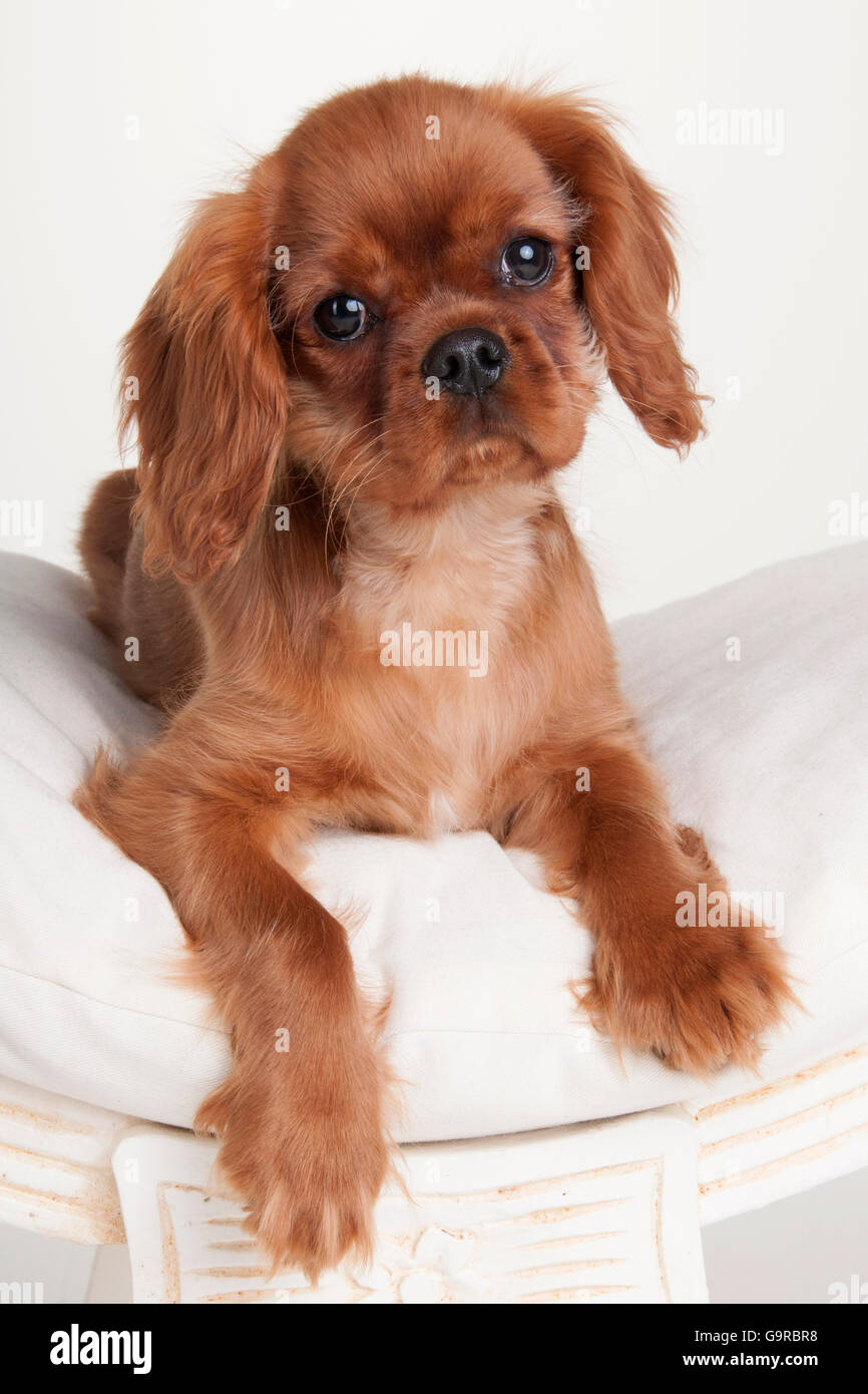 Cavalier King Charles Spaniel, male, ruby, puppy, 4 month Stock Photo ...