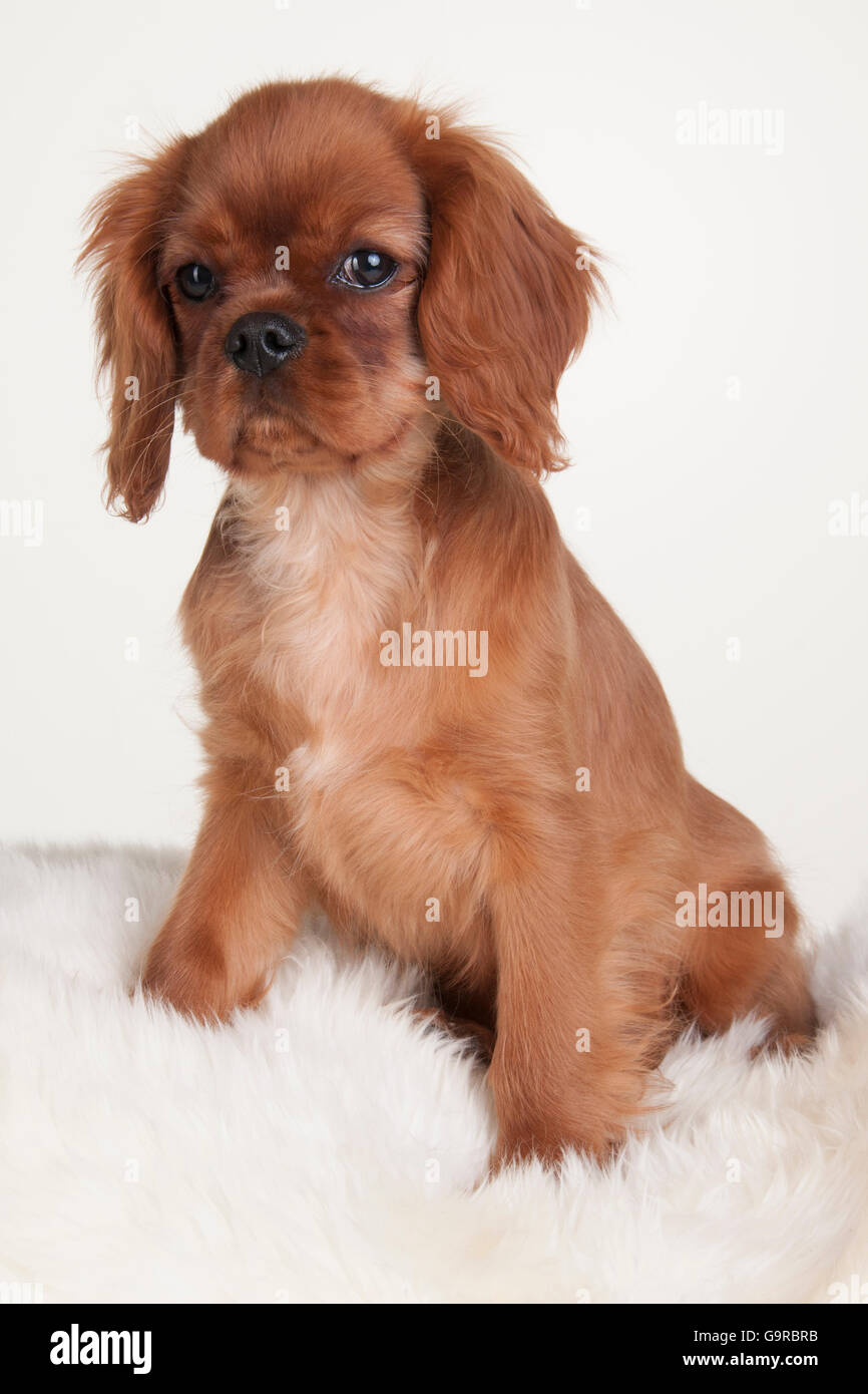 Cavalier King Charles Spaniel, male, ruby, puppy, 4 month Stock Photo ...