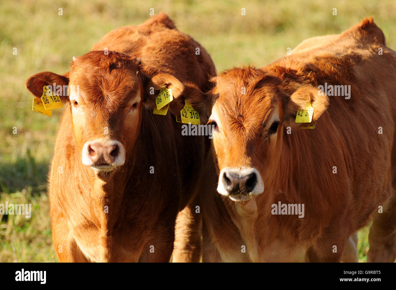 Limousin Cattle, calves Stock Photo - Alamy