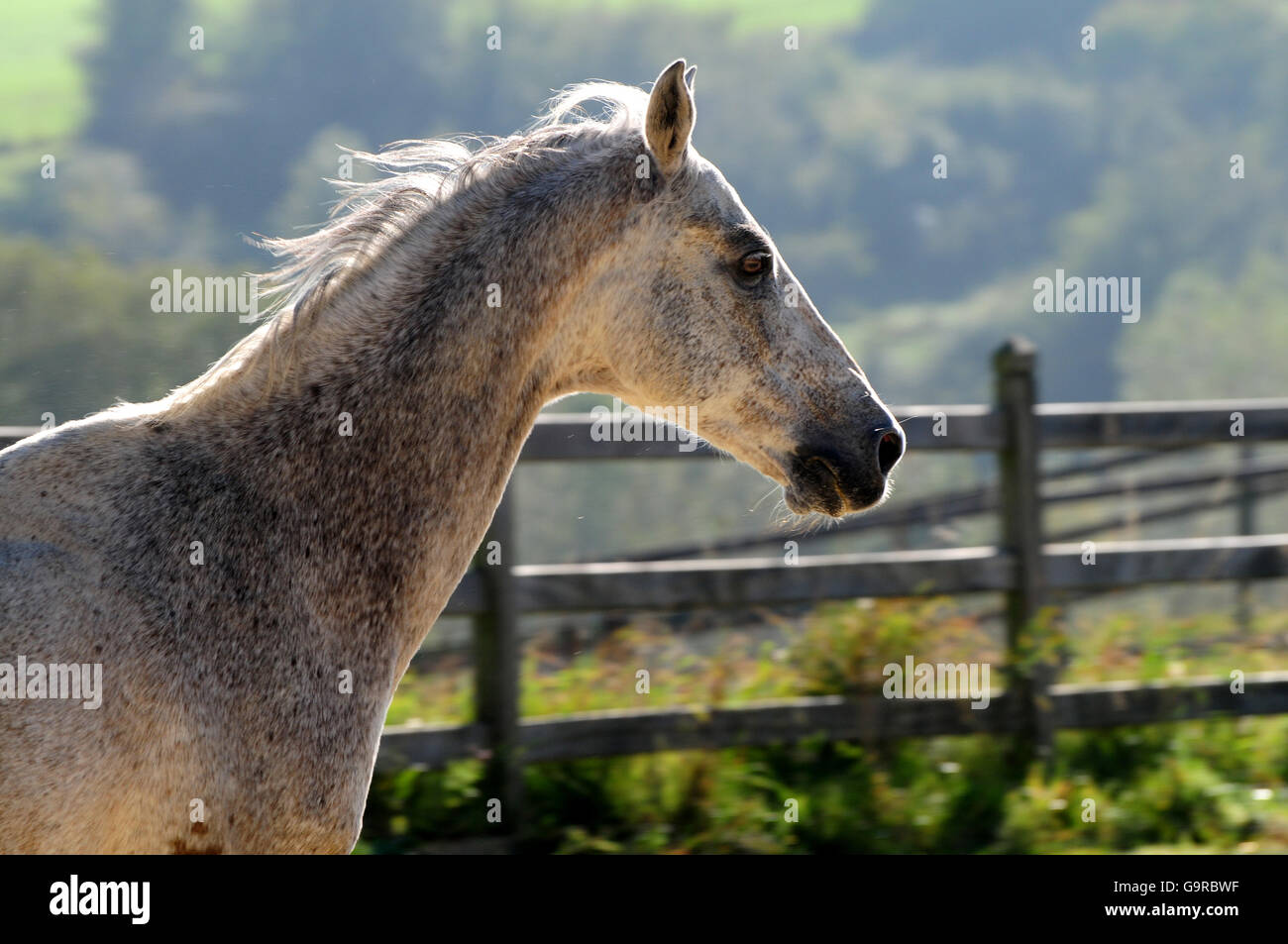 Akhal Teke, gelding, gray, fleabitten Stock Photo - Alamy
