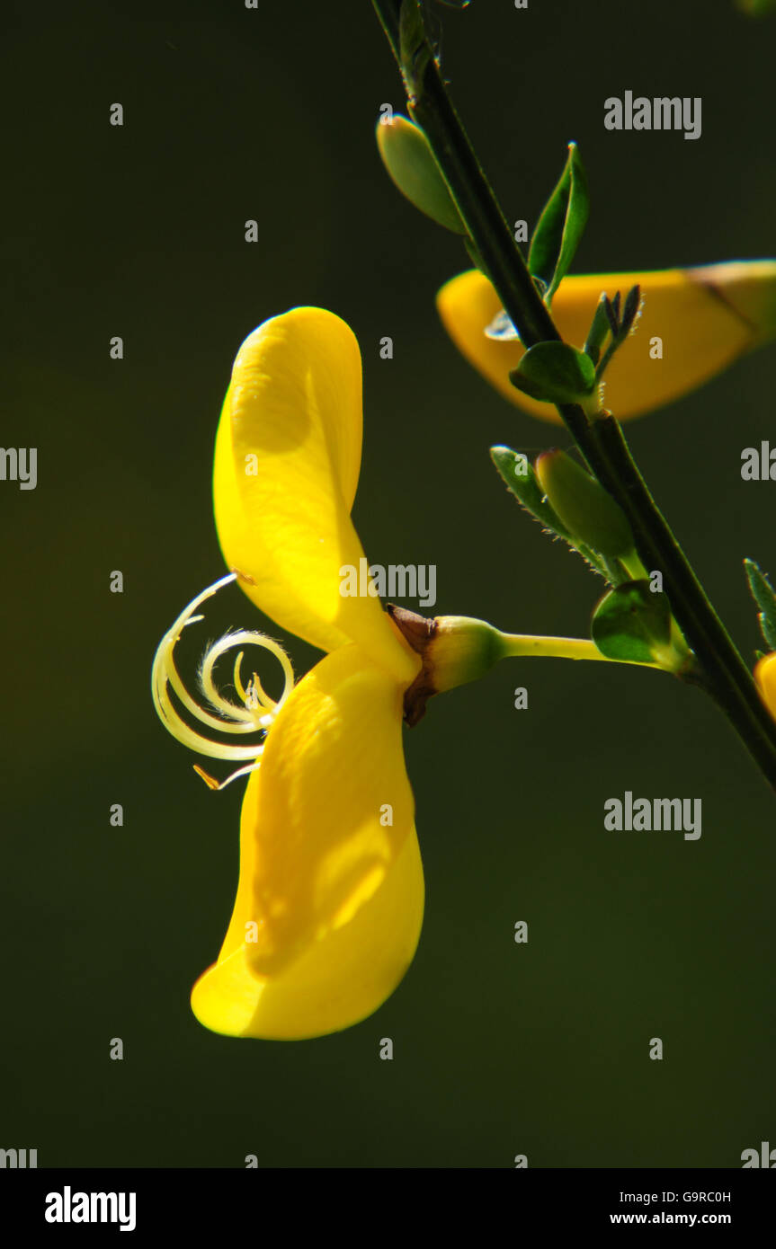 Common Broom (Cytisus scoparius Stock Photo - Alamy