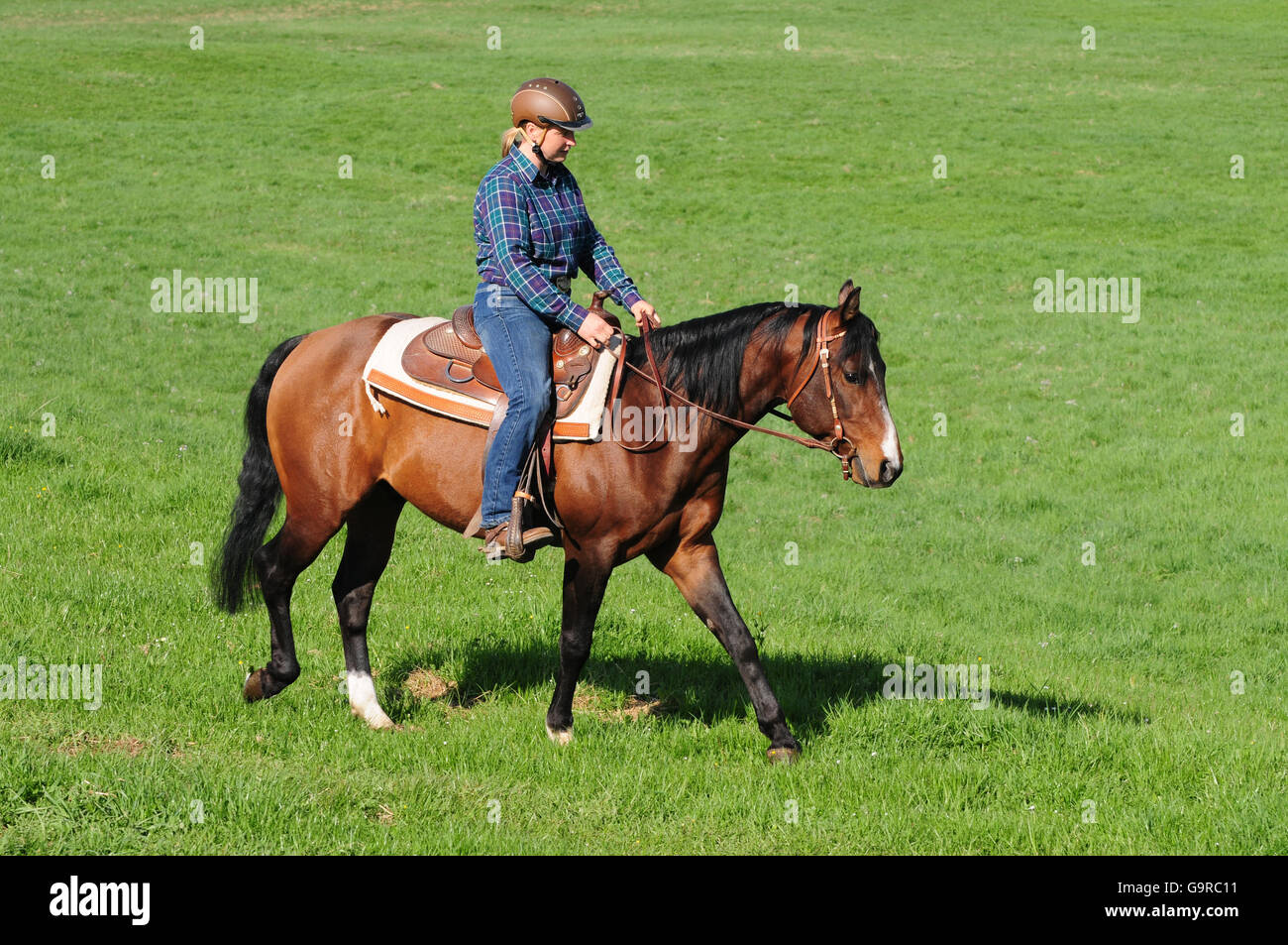 American quarter horse stallion hi-res stock photography and images - Alamy