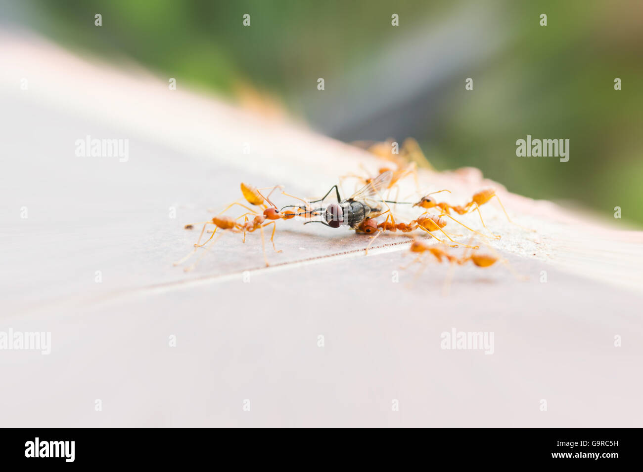 Bad luck fly or fly house sacrifice by ant team, looser flyhouse ...