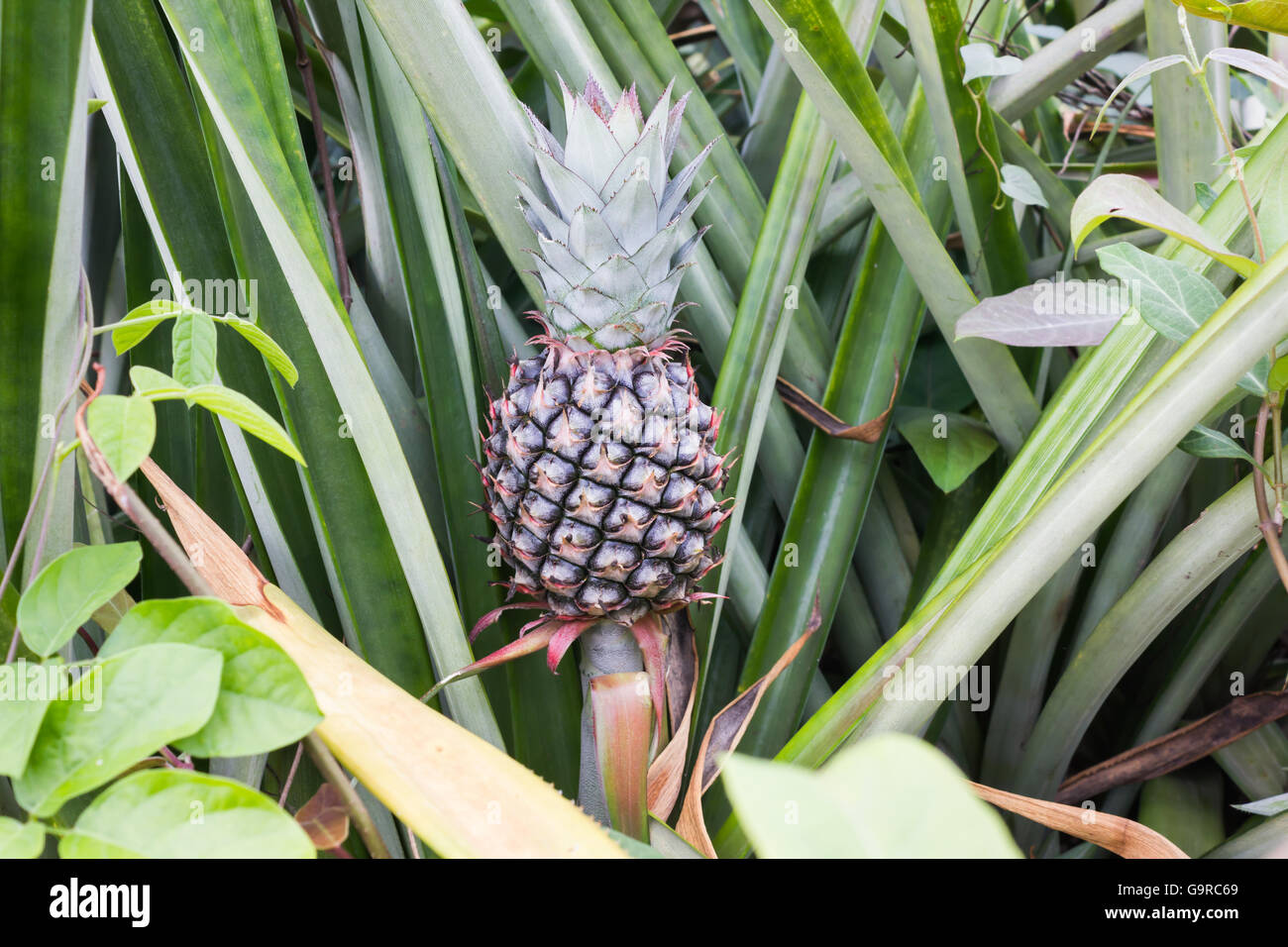 Pineapple tree in garden fruit view, single fresh pineapple fruit on ...