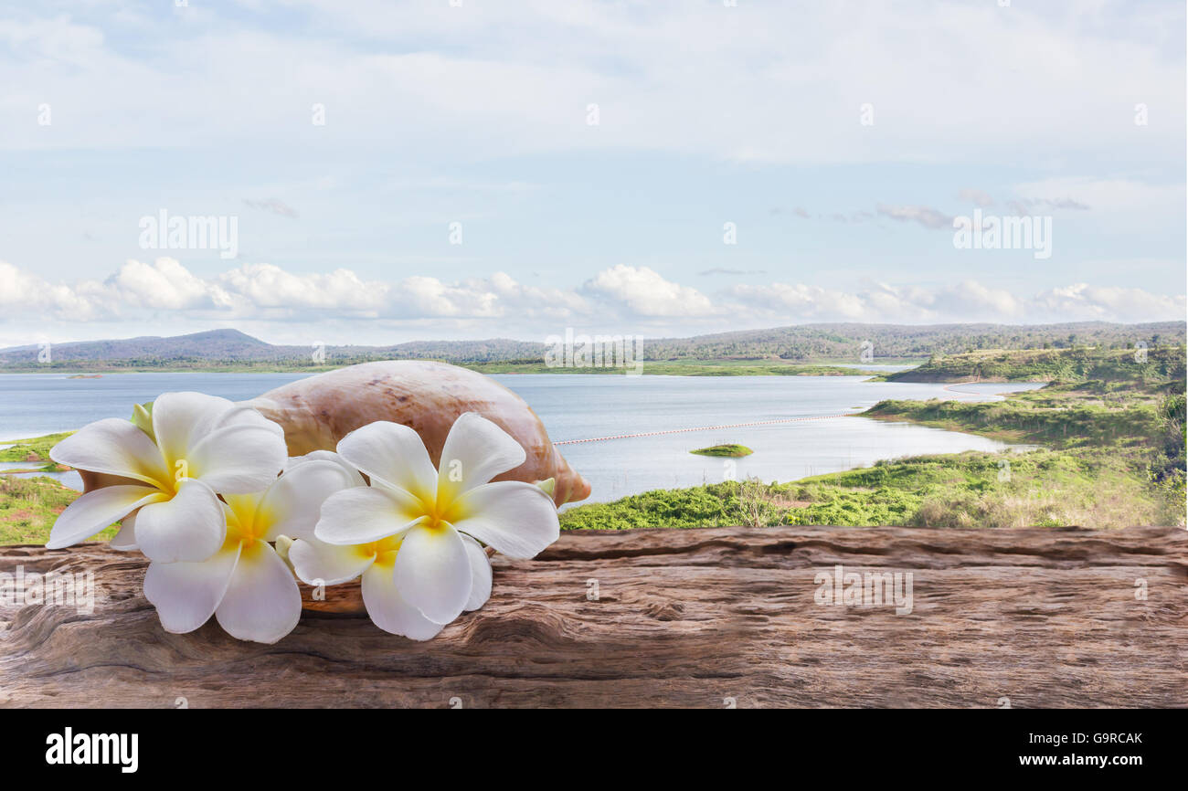 Conch flowers hi-res stock photography and images - Alamy