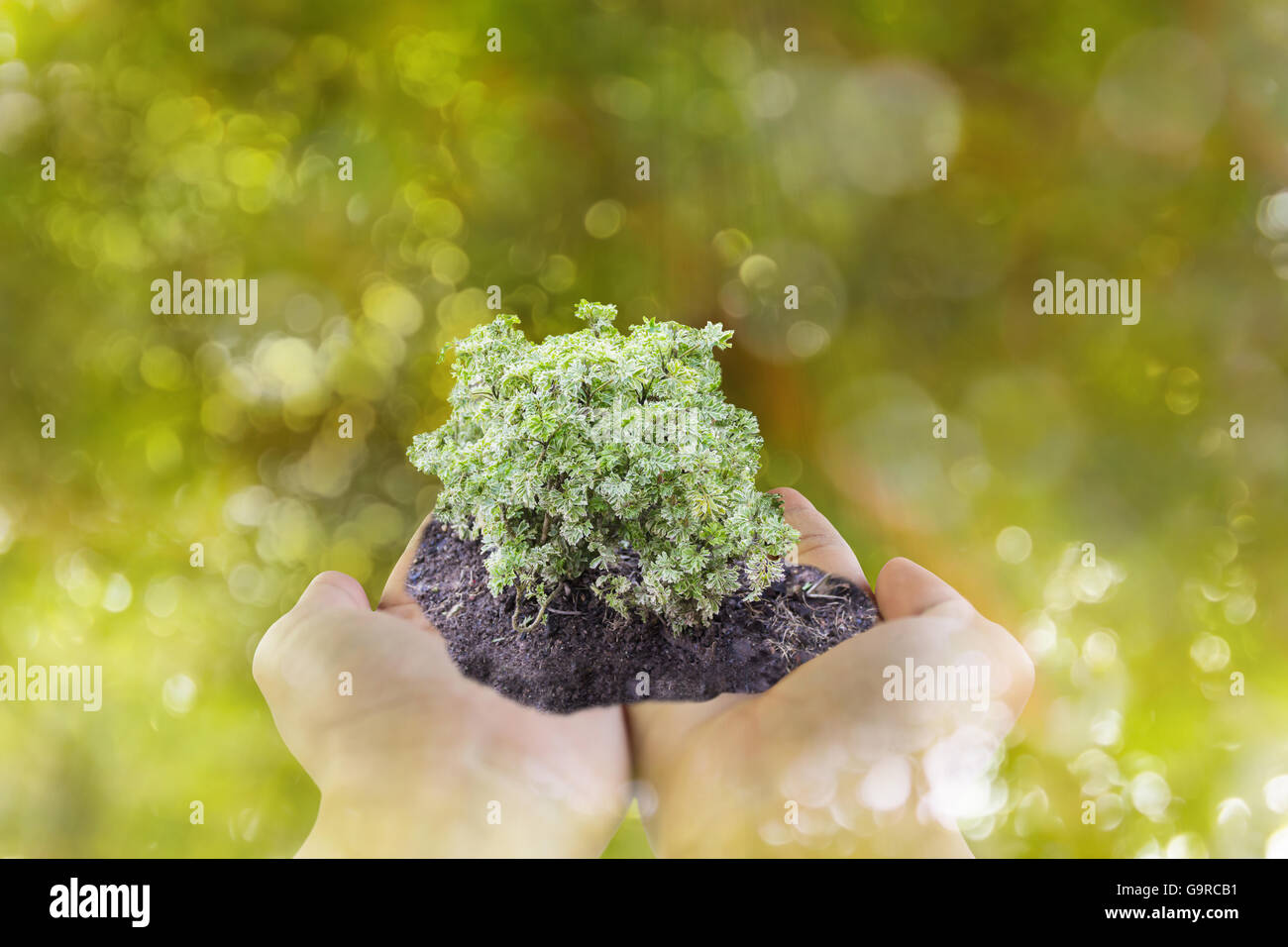 Afforest hi-res stock photography and images - Alamy