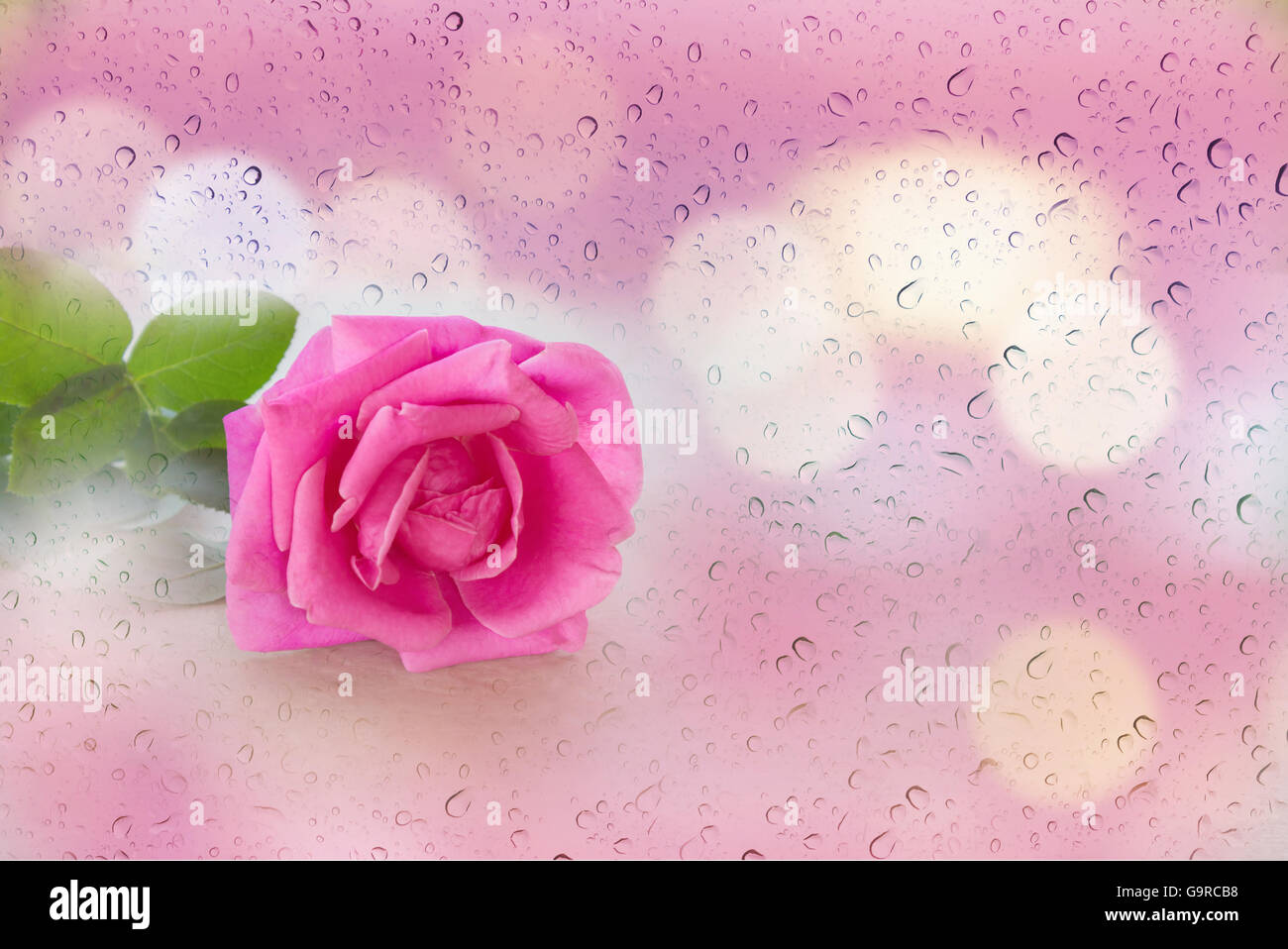 Single pink rose in soft mood rain water drop and bokeh pink background ...