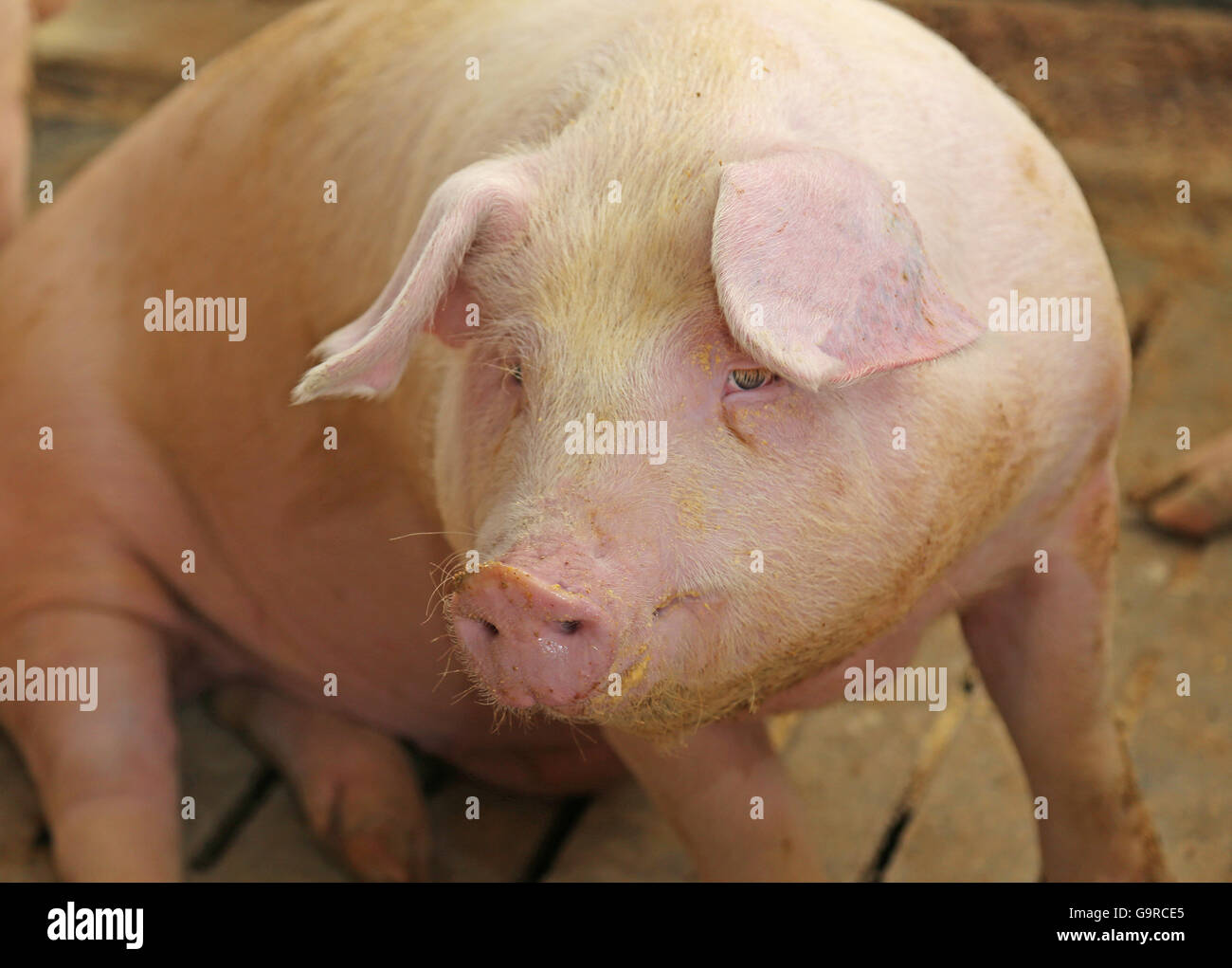 Large sow pig hi-res stock photography and images - Alamy
