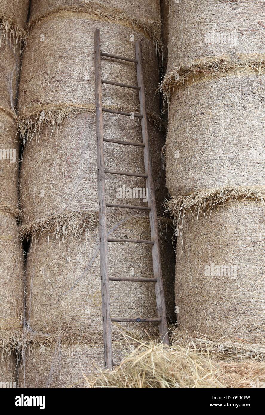 old wood ladder in the barn of the farm Stock Photo - Alamy