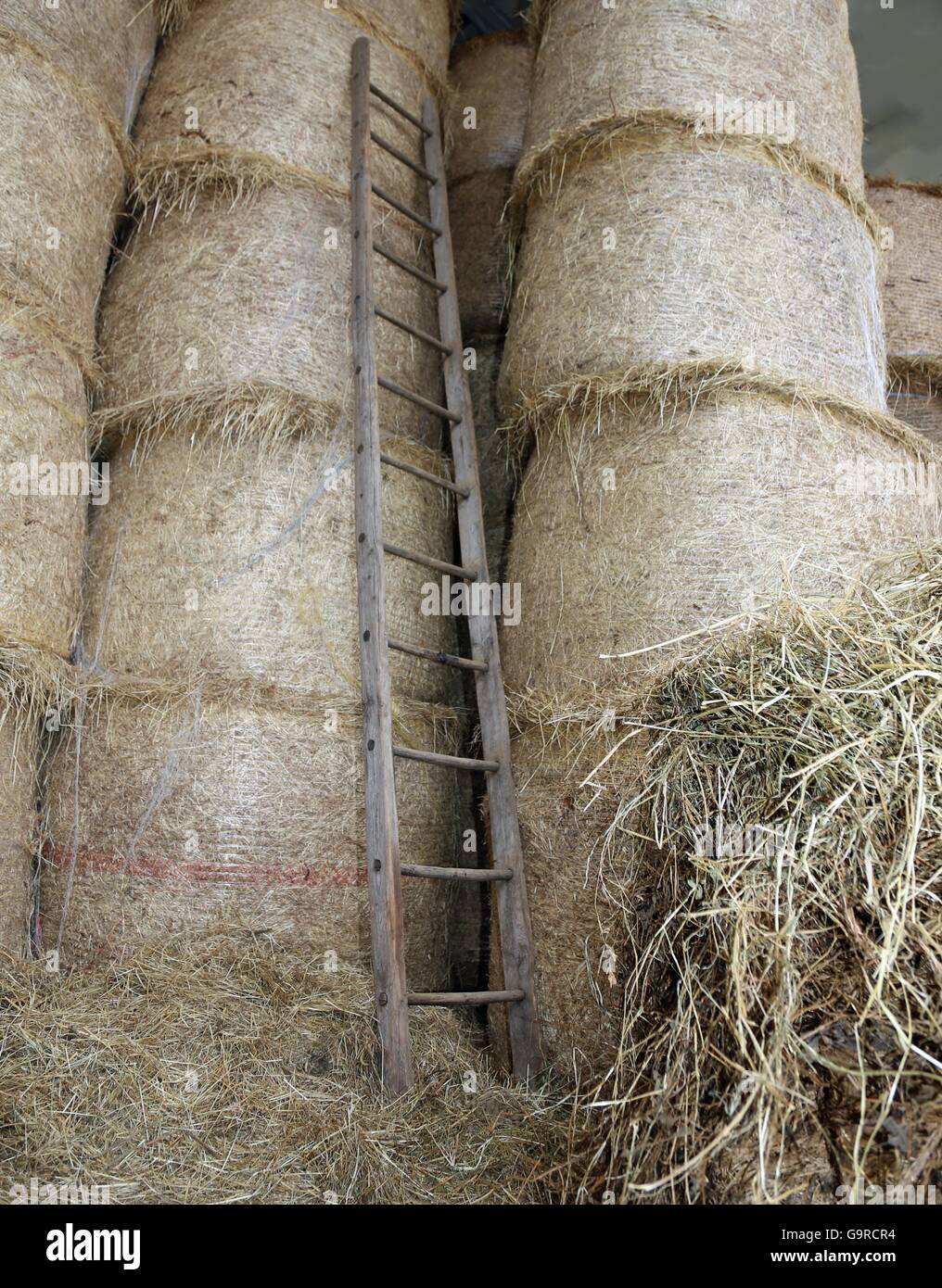 old wood ladder in the barn of the farm Stock Photo - Alamy