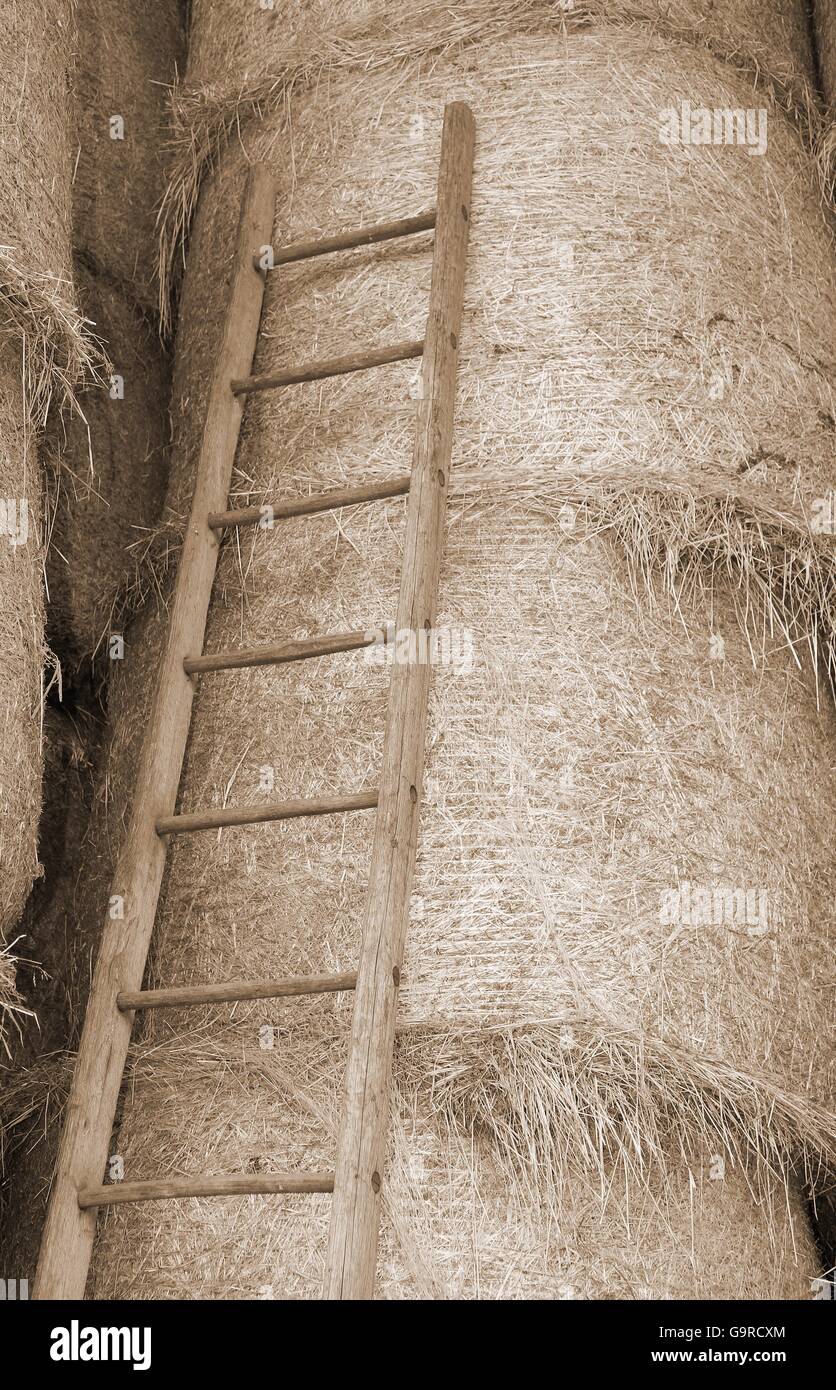old wood ladder in the barn of the farm Stock Photo - Alamy