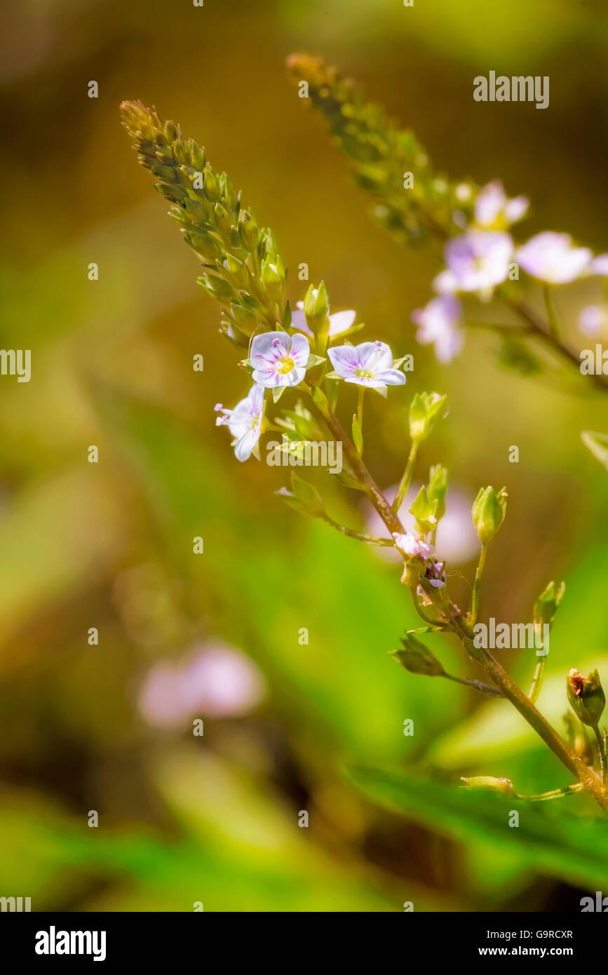 A pink Veronica anagallis-aquatica flower, also called water speedwell ...