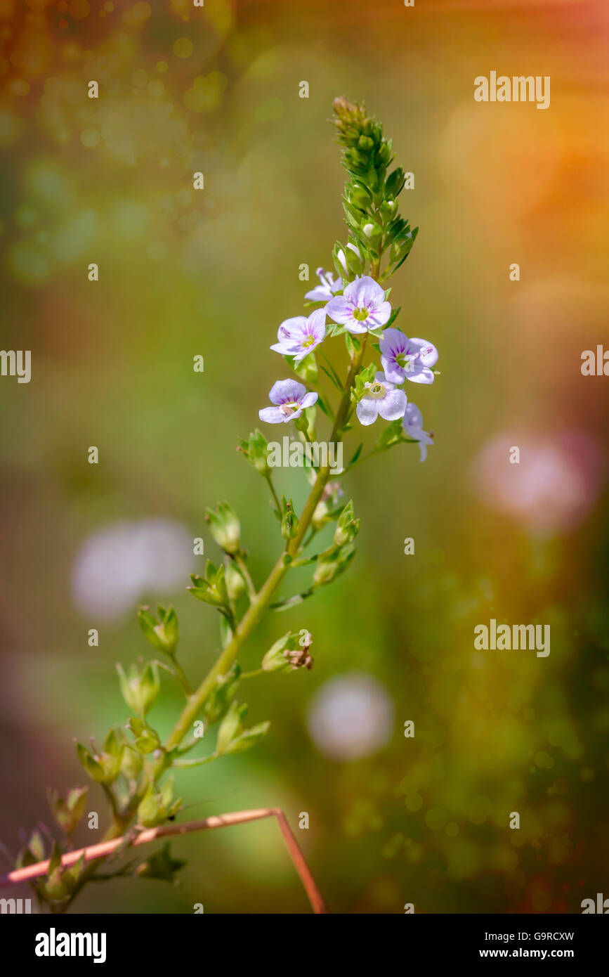 A pink Veronica anagallis-aquatica flower, also called water speedwell ...