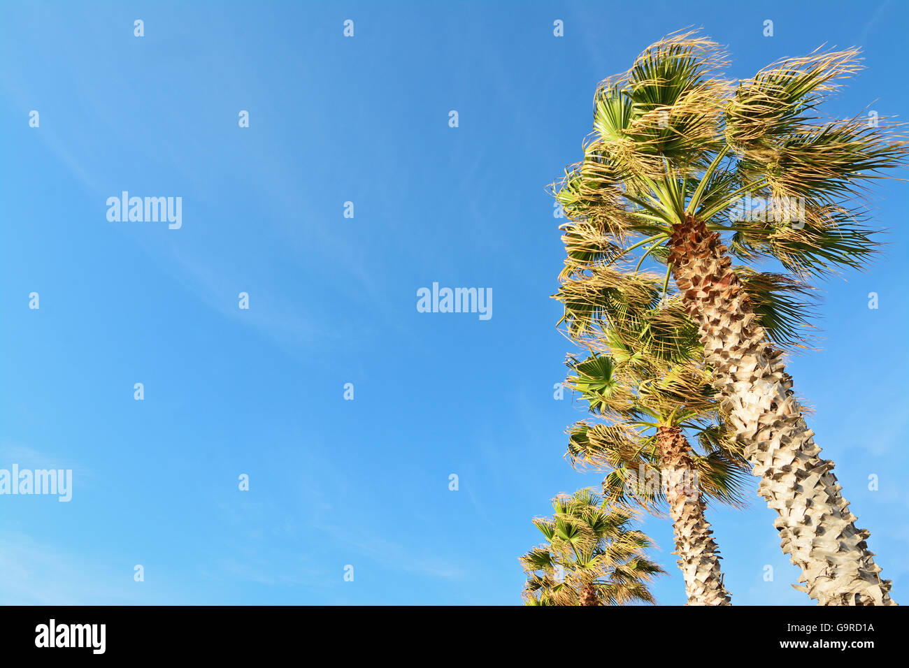 row of palm trees Stock Photo - Alamy