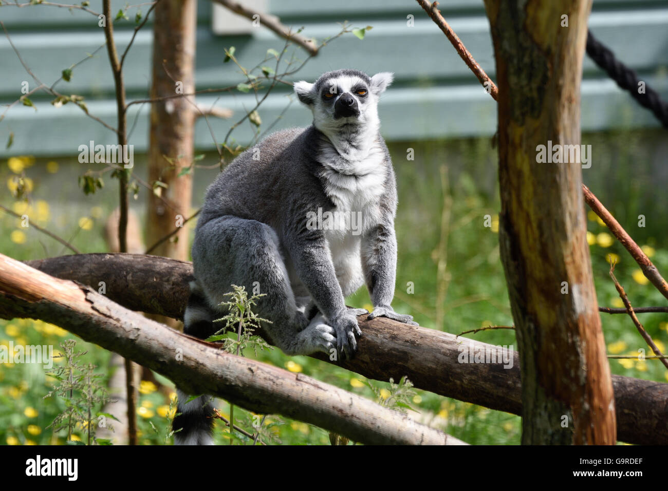 A Lemur (lemuridae) sitting on a log, picture from a park in the North ...