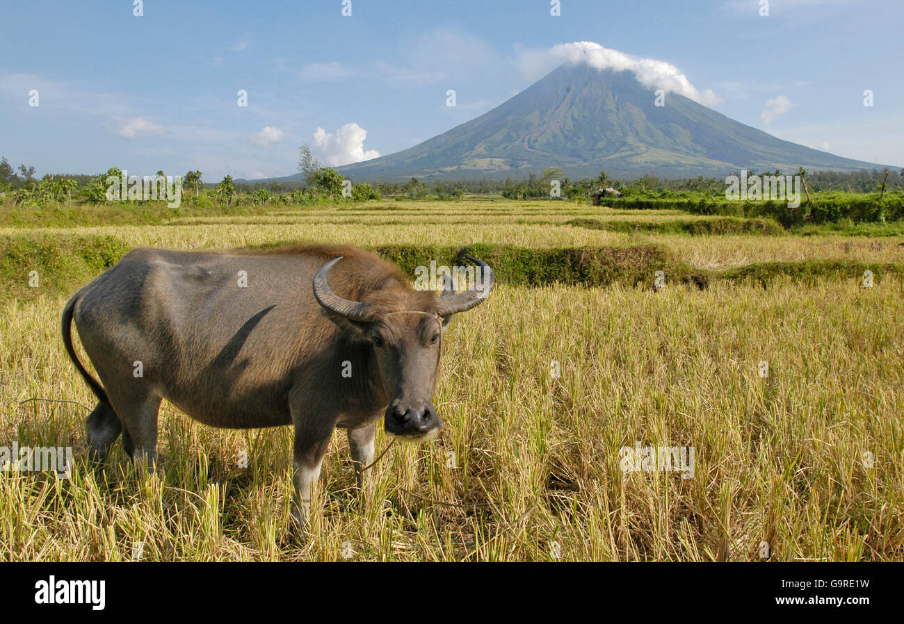 Asian Water Buffalo, vulcano Mayon, Philippines / (Bos arnee, Bubalus ...