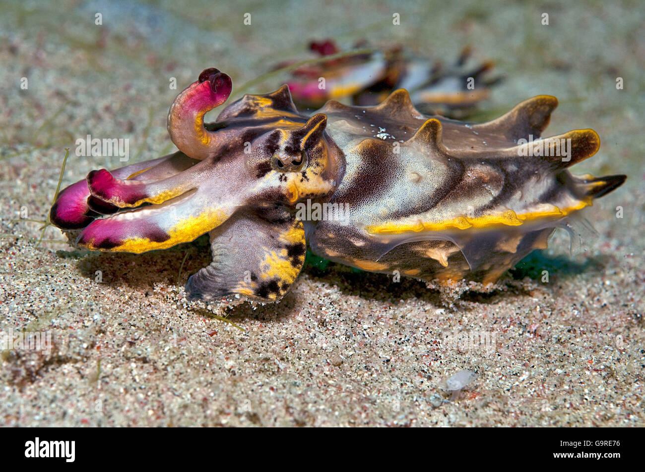 Pfeffer's Flamboyant Cuttlefish / (Metasepia pfefferi Stock Photo - Alamy