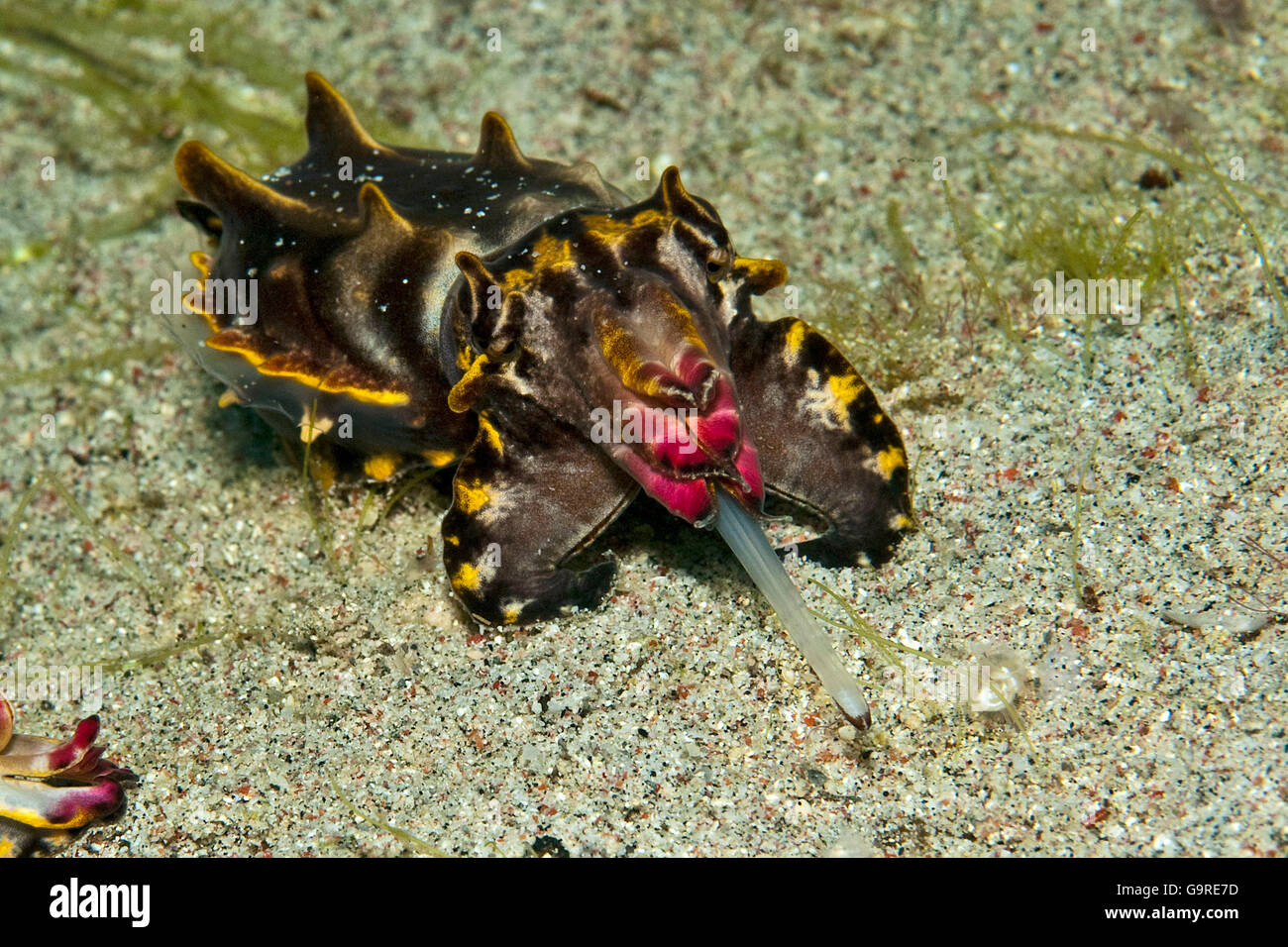 Pfeffer's Flamboyant Cuttlefish / (Metasepia pfefferi Stock Photo - Alamy