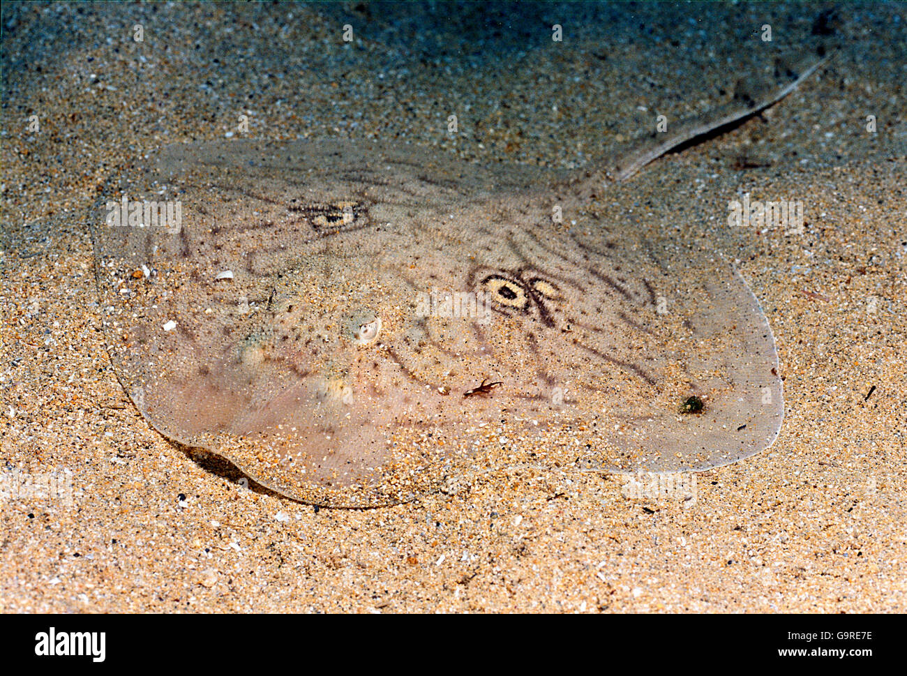 Raja miraletus hi-res stock photography and images - Alamy