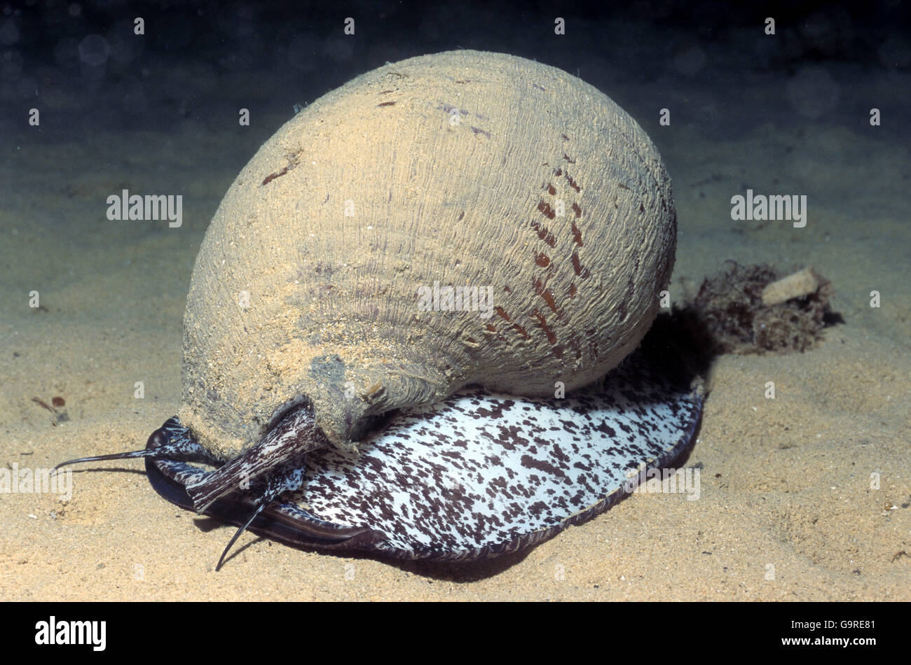 Giant Tun / (Tonna galea Stock Photo - Alamy