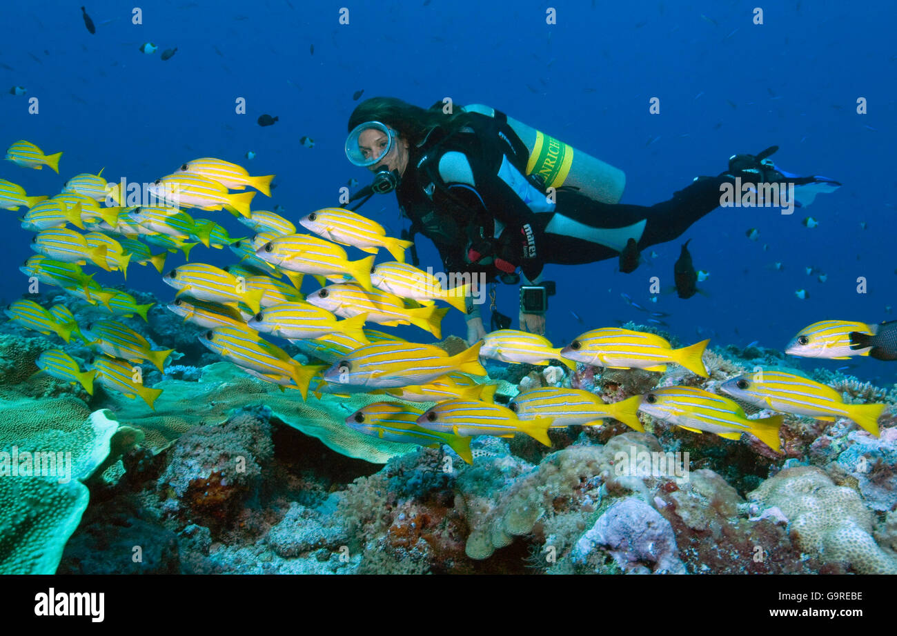 Diver and Common Bluestripe Snapper, Palau, Micronesia / (Lutjanus ...