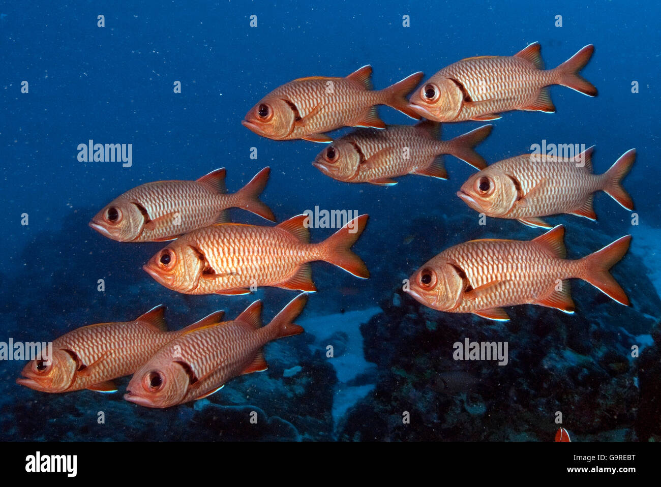 White-edged Soldierfish / (Myrioristis murdjan) / Pinecone Soldierfish ...