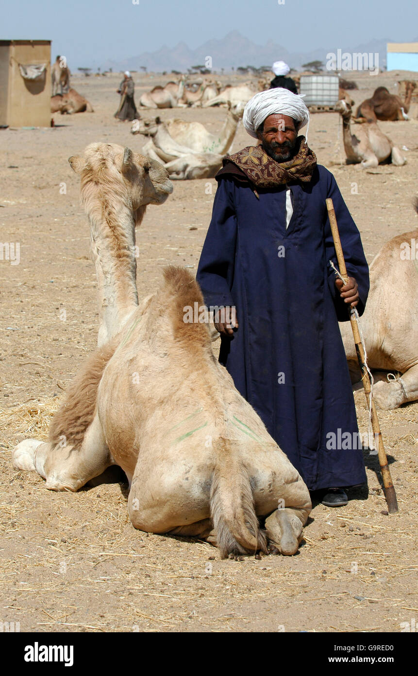 Bedouin, camel dealer with Dromedary, El Shalateen, Egypt / (Camelus ...